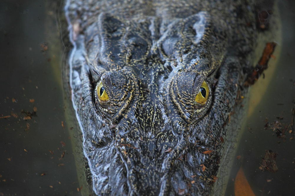 Boss Croc (2017) - The Screen Guide - Screen Australia