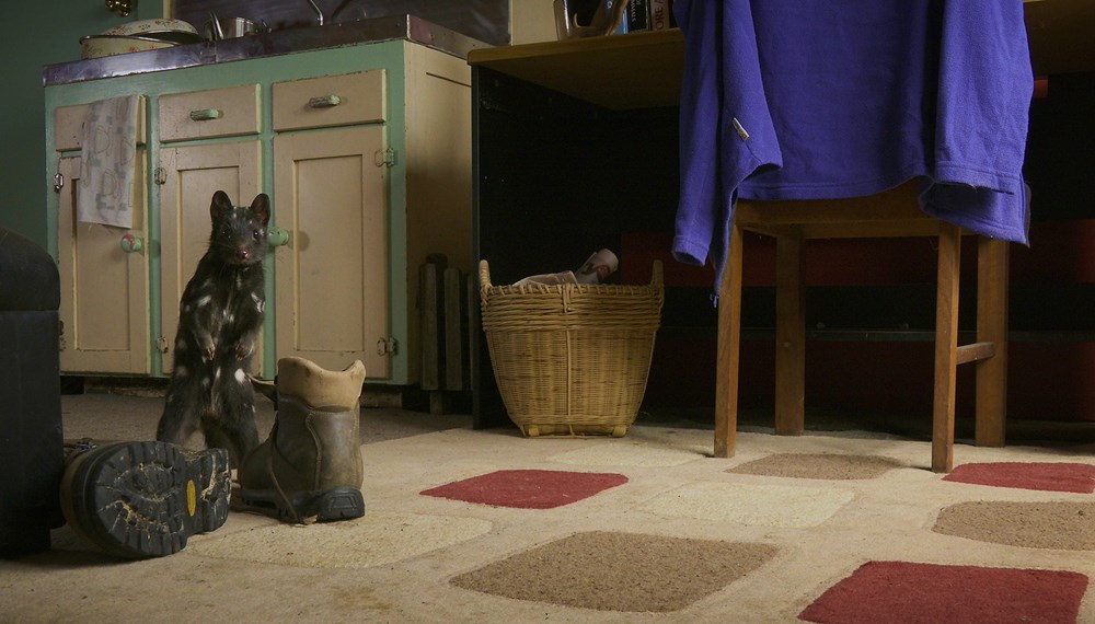 Quoll Farm (2020) - The Screen Guide - Screen Australia