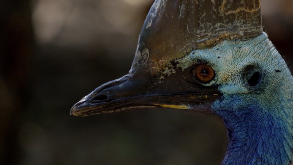Dinosaur Bird In Australia