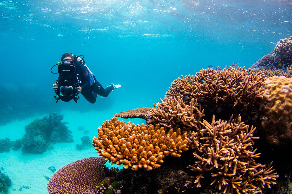 Revealed: Reefshot (2022) - The Screen Guide - Screen Australia