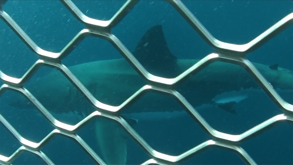 Open Water 3: Cage Dive (2015) - The Screen Guide - Screen Australia