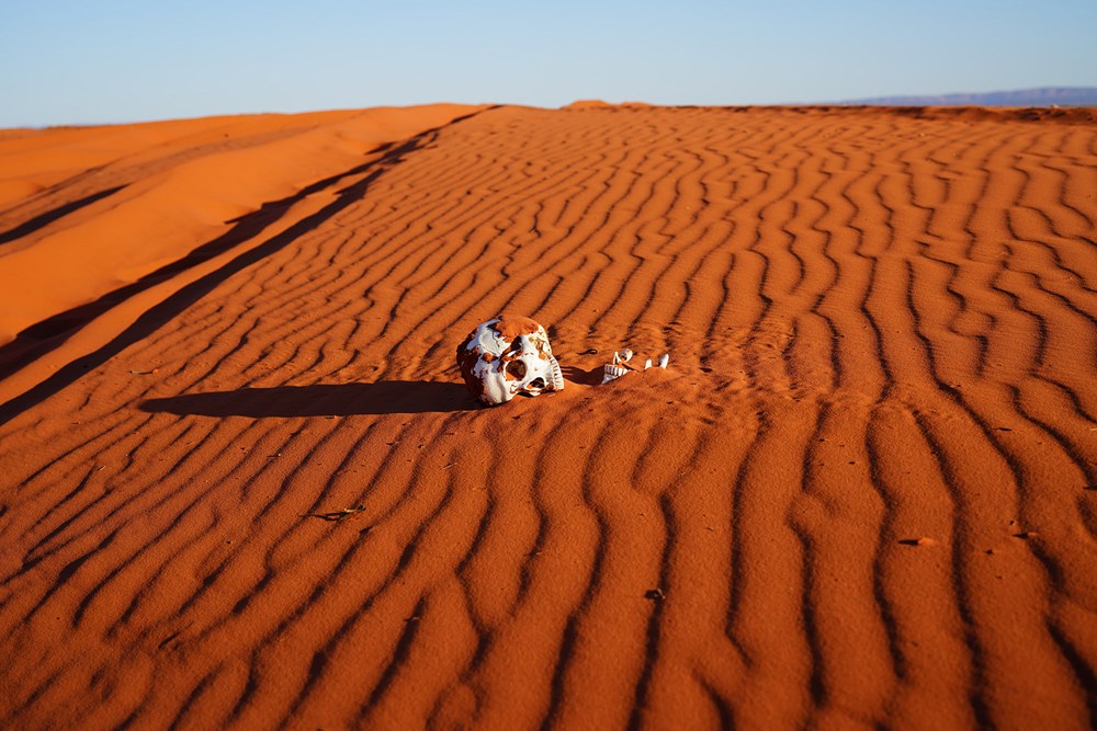 History Bites Back (2021) - The Screen Guide - Screen Australia