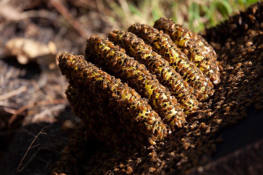 The Beeman (2018) - The Screen Guide - Screen Australia