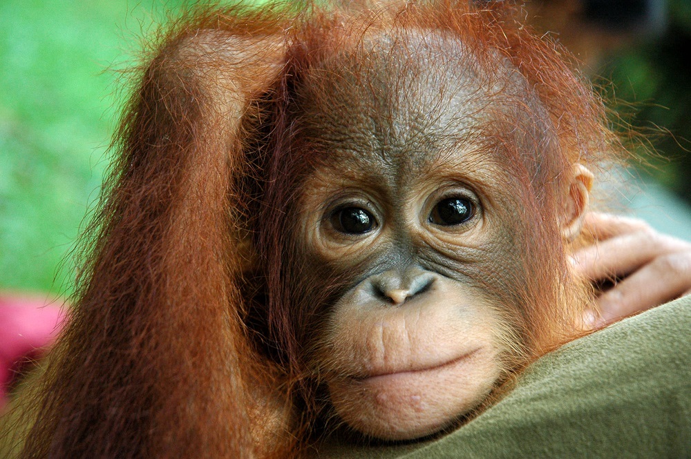 The Burning Season (2009) - The Screen Guide - Screen Australia