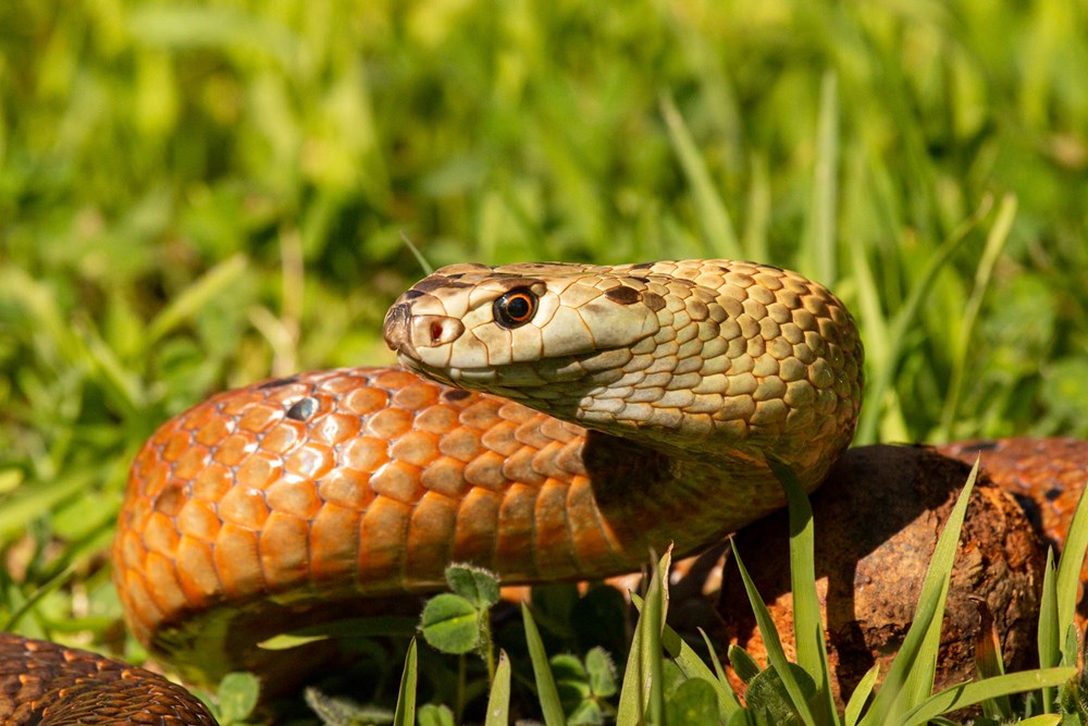 Snake Island Wild and Deadly (2020) - The Screen Guide - Screen Australia